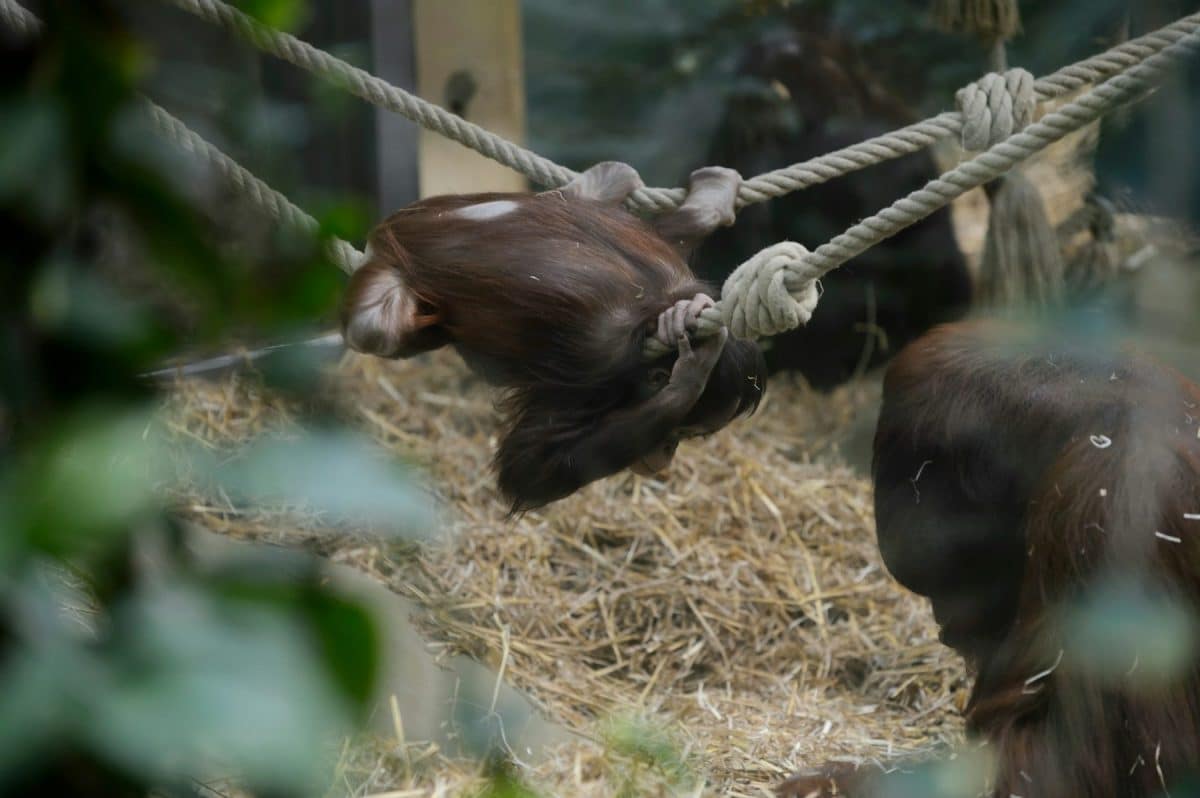 Parc de Lunaret à Montpellier : Une célébration incontournable de la ...